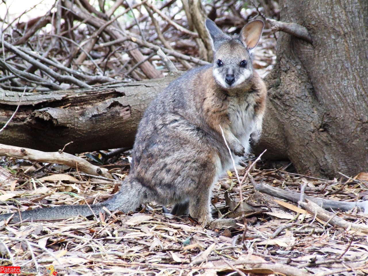 Dove vedere gli animali a Kangaroo Island in Australia - Patatofriendly
