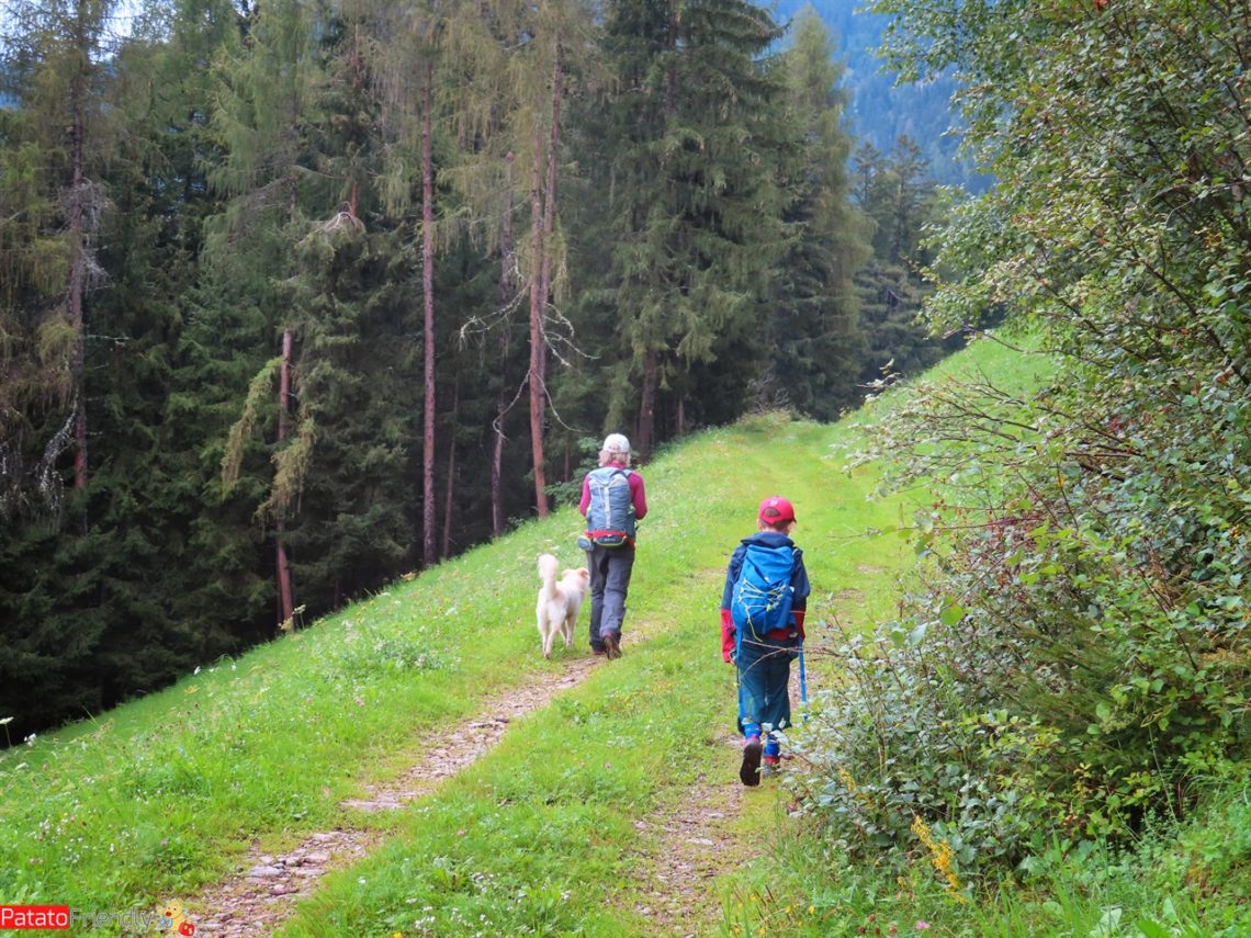 Montagna con il cane: consigli per trekking e passeggiate - Patatofriendly