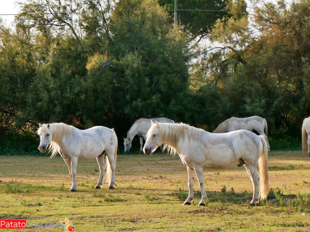Spiaggia Romea, villaggio sul mare nel Parco del Delta del Po ...