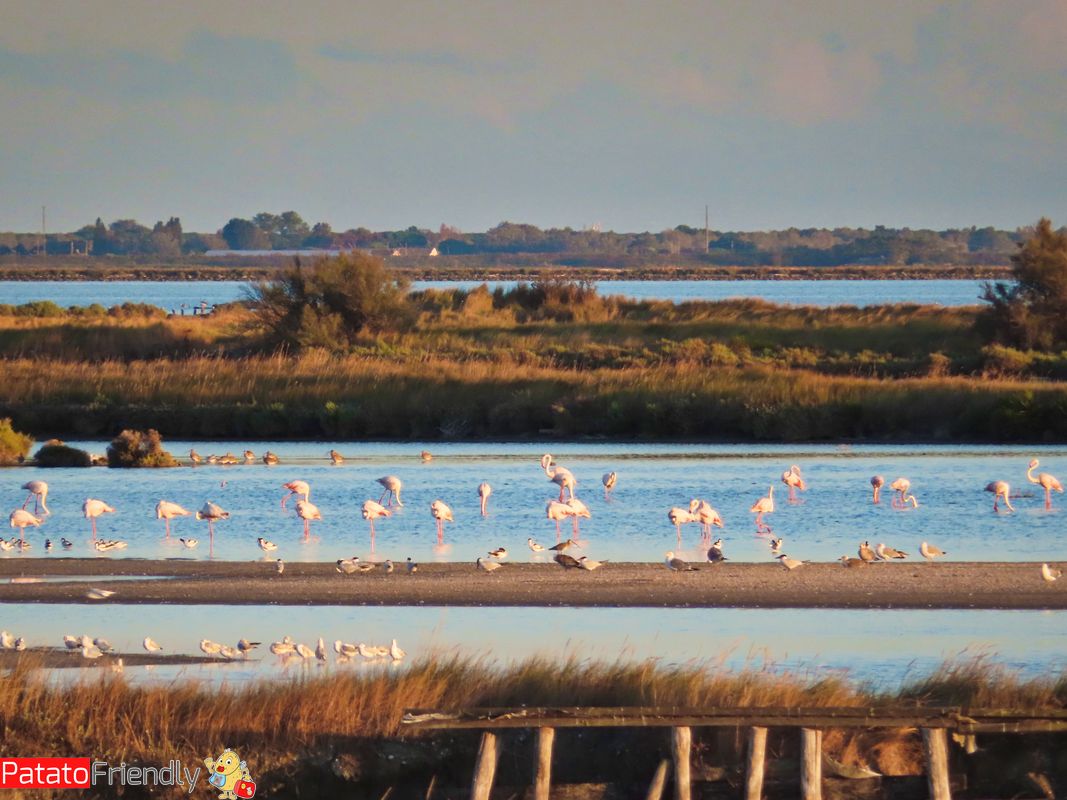 Delta del Po: cosa vedere e fare nel Parco - Patatofriendly